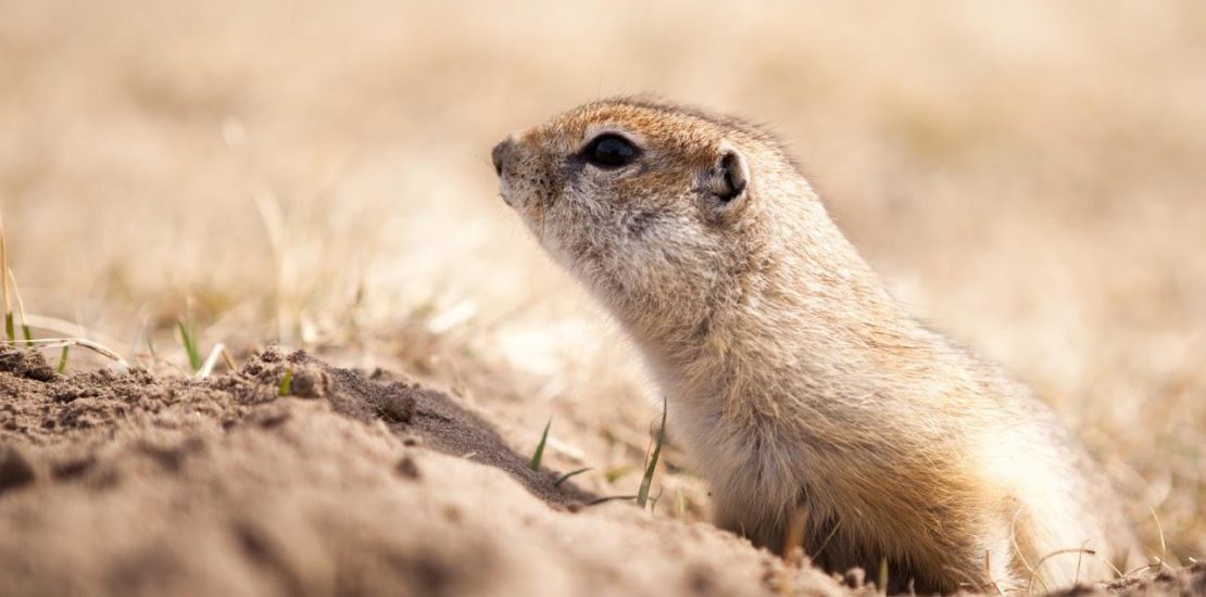 Tips to Gopher-Proof Your Garden - Craig & Sons Termite & Pest Control